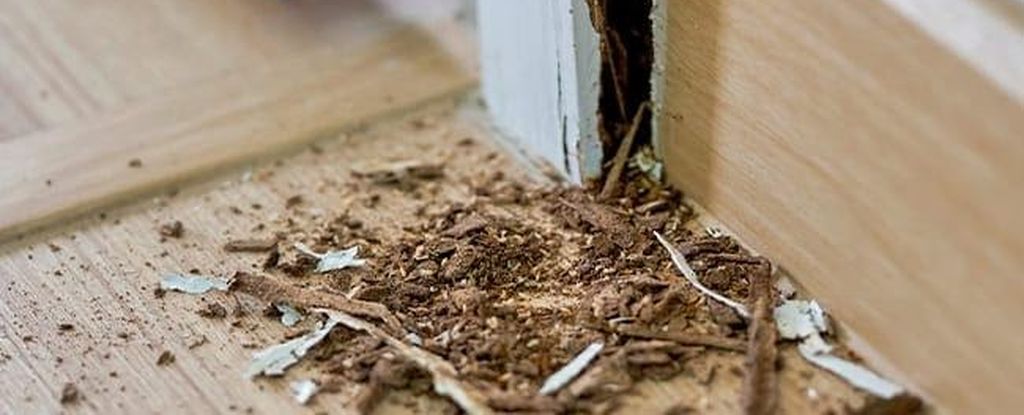 Managing Powder Post Beetles Infestation - Renova Flooring